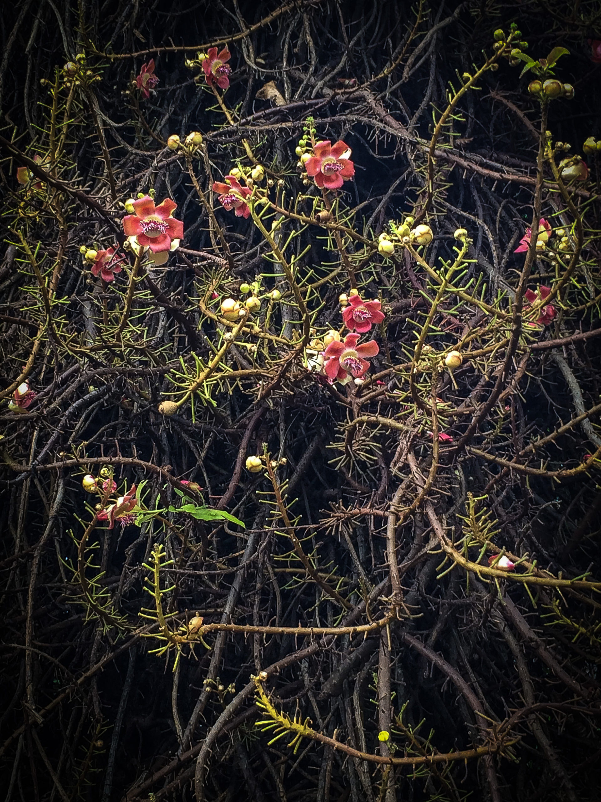 Judith Leckrone Lee_Flowers, Foster Botanical Garden - Photographic ...